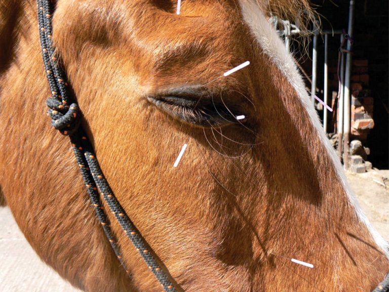 Equine Recurrent Uveitis - Windhorse Veterinary Clinic - Equine
